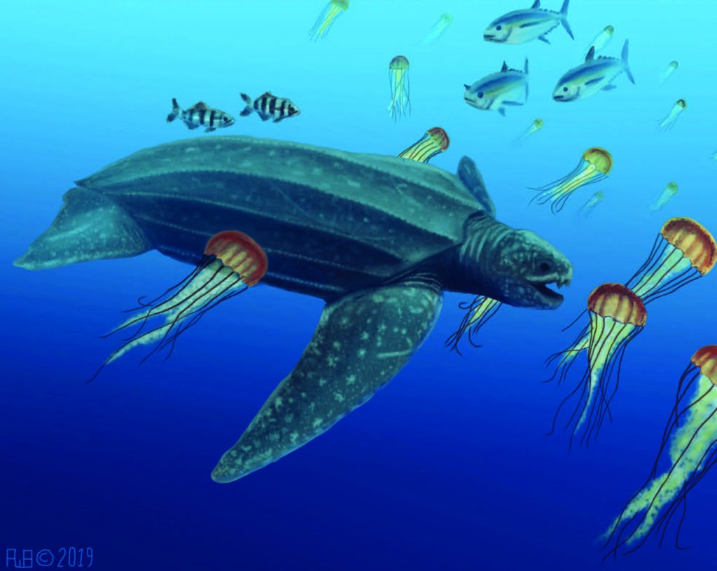 Student Researcher Helps in Discovery of Ancient Sea Turtle